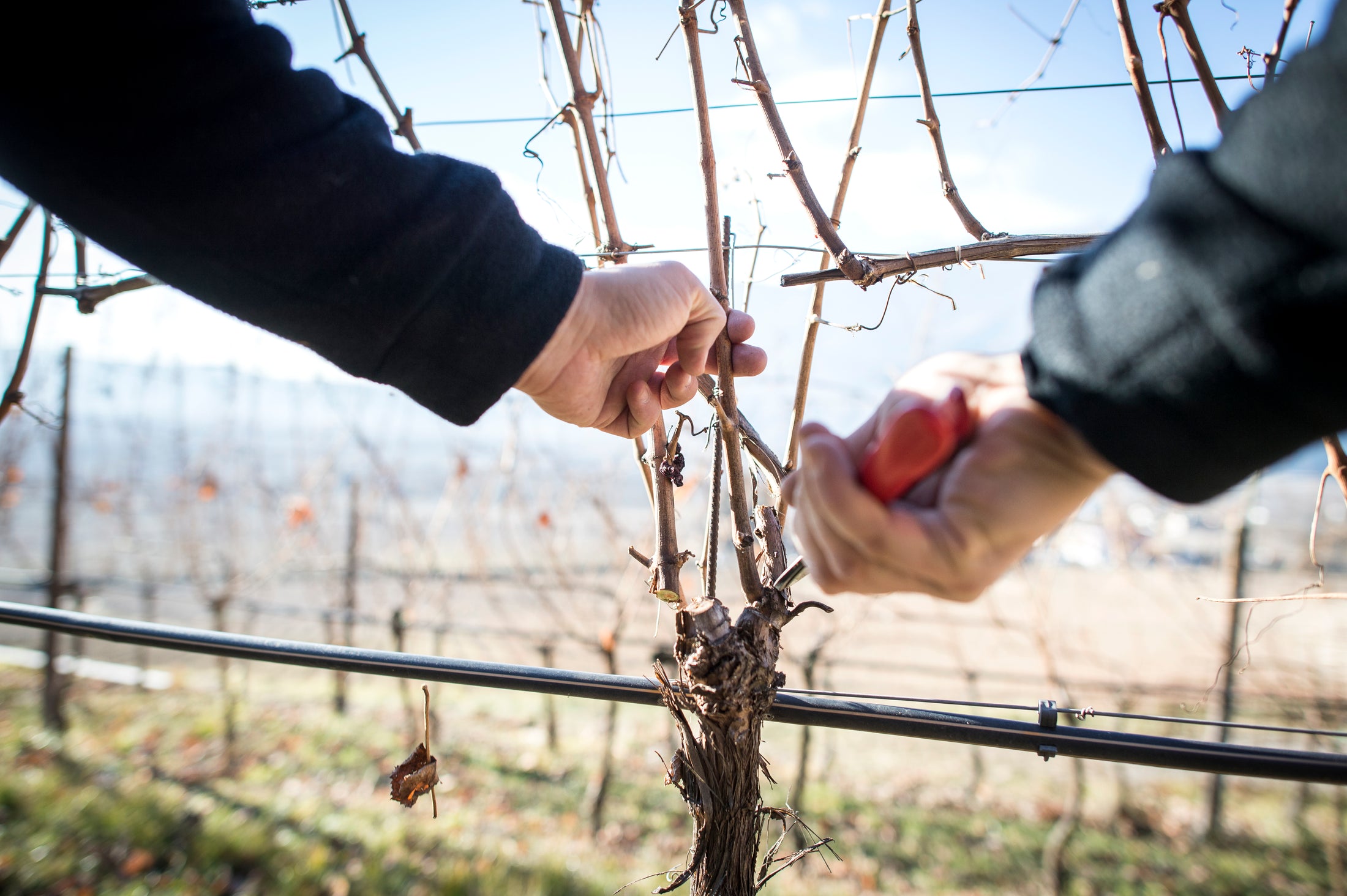 Das Weingut, die Lagen, die Menschen – Weingut Kornell
